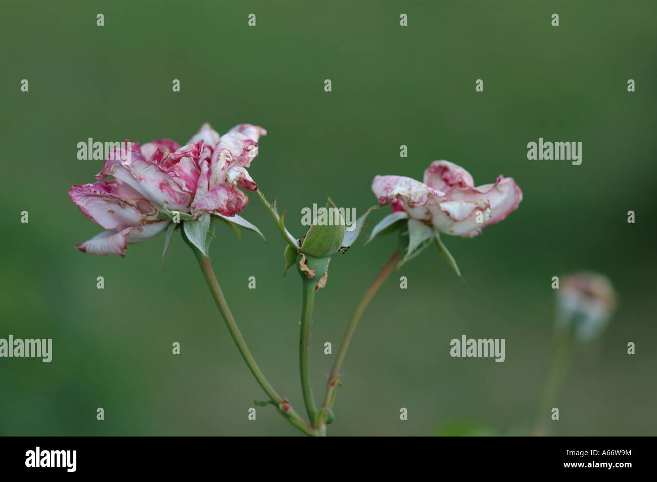 Faded roses at dusk Stock Photo - Alamy