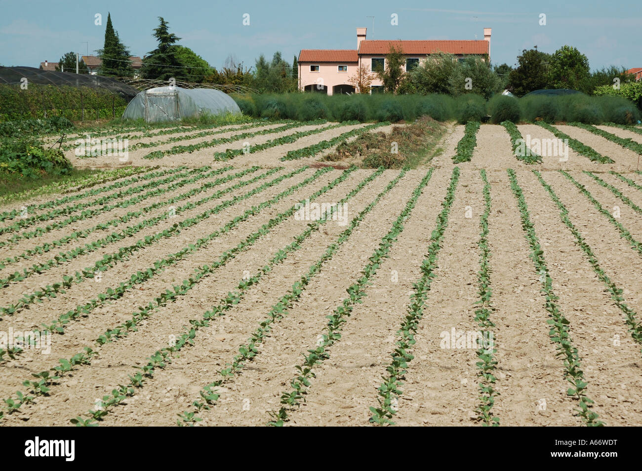 Fields in the countryside of Treporti, a village on the Venice lagoon ...
