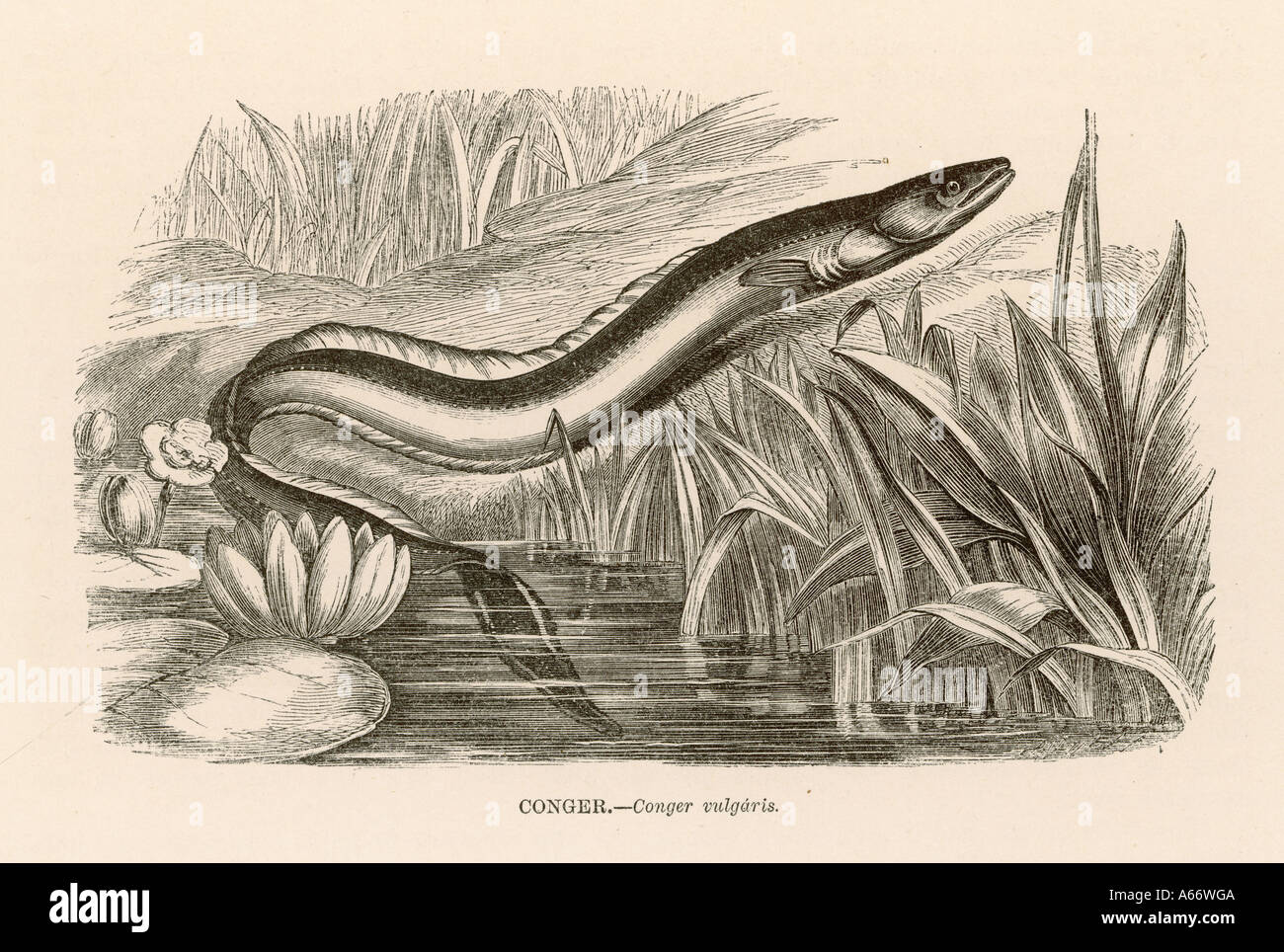 Conger eel eels fish hi-res stock photography and images - Alamy