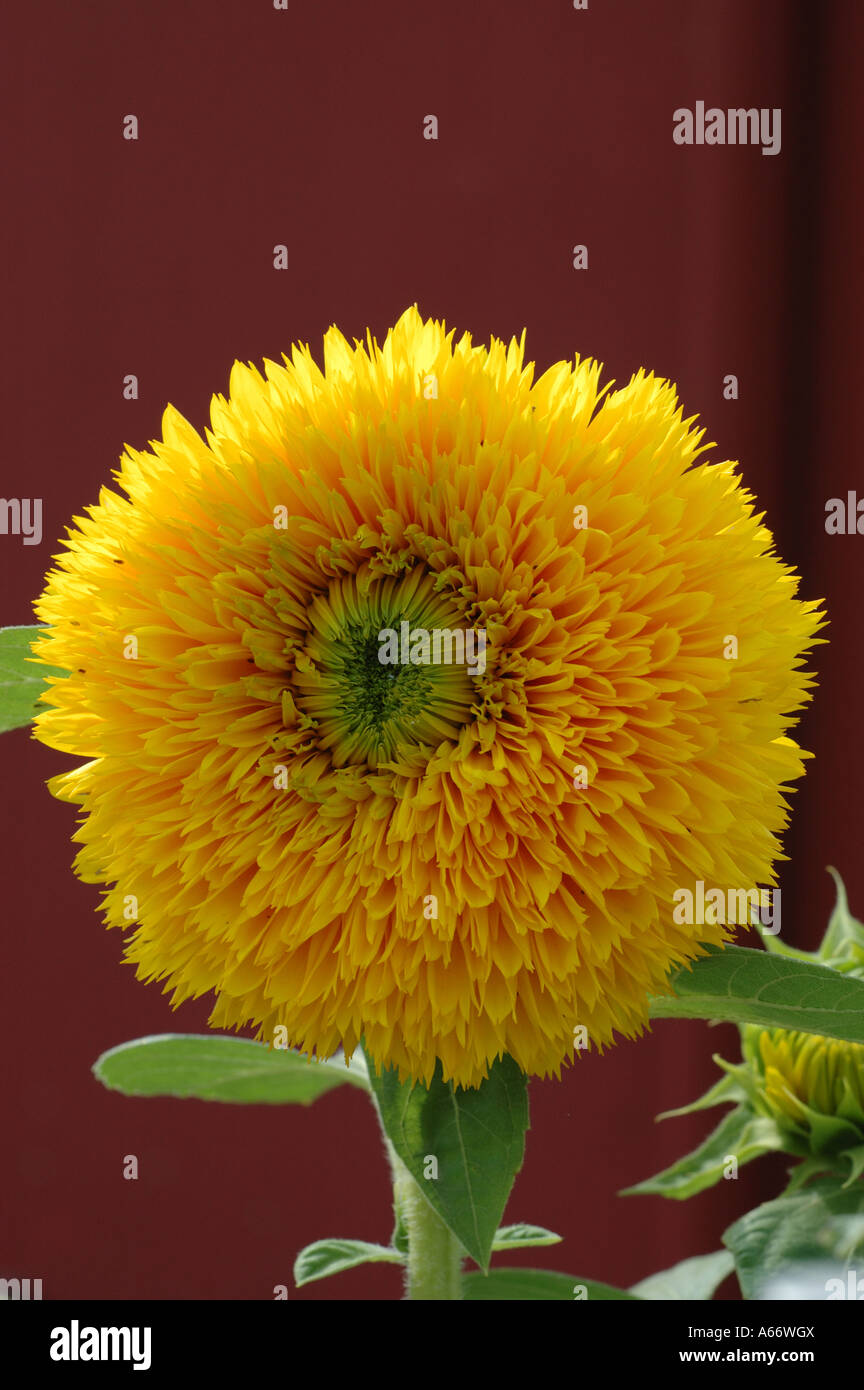 Large yellow flower Stock Photo - Alamy