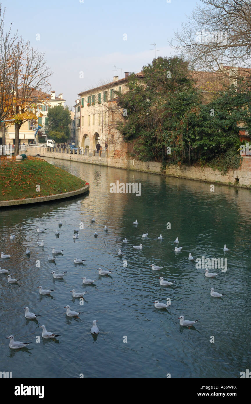 The river Sile in Treviso, Italy with gulls on the water Stock Photo ...