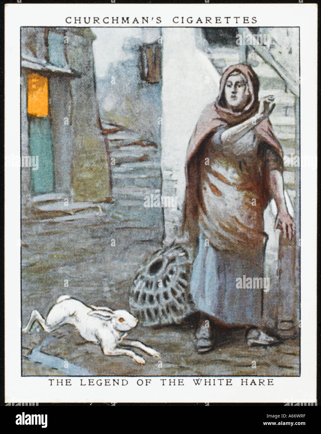 White Hare Of Cornwall Stock Photo - Alamy