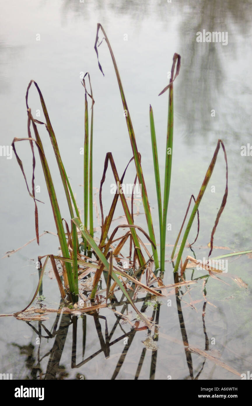 Ditch reed in the water Stock Photo - Alamy