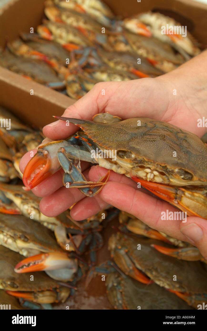Soft shell crabs being boxed at Soft Crabs Direct in Oxford MD Stock ...