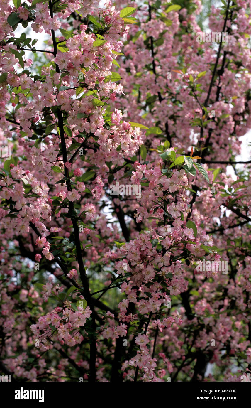 Chinese cherry blossom,Chengdu,China Stock Photo - Alamy