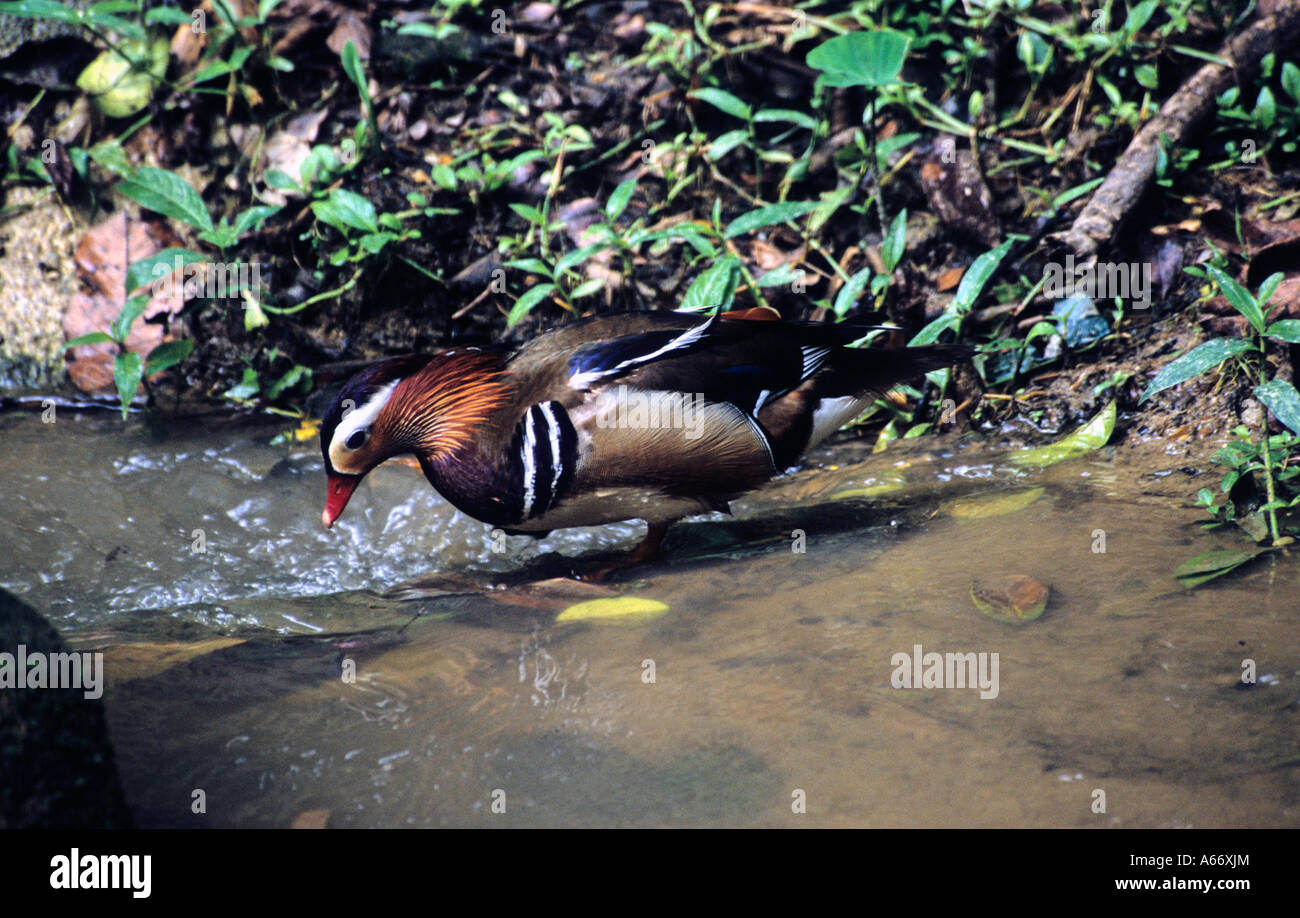 Male mandarin duck,China Stock Photo - Alamy