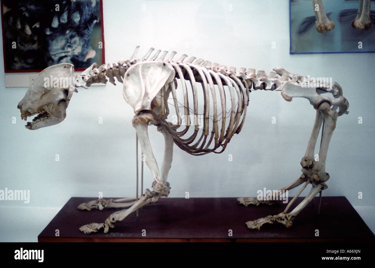 Skeleton of giant panda on display in Chengdu panda museum,Sichuan ...