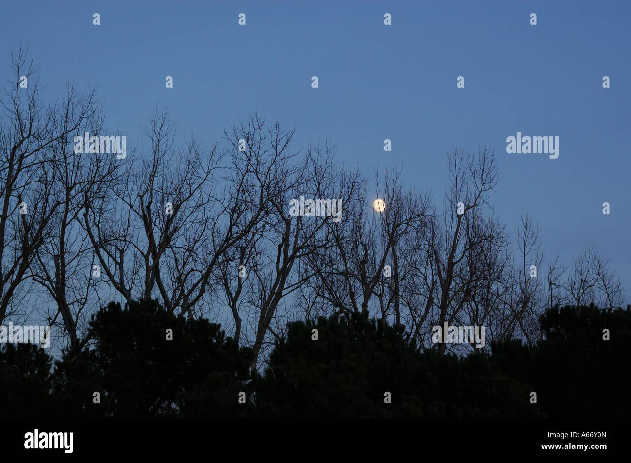 Moon between the trees Stock Photo - Alamy
