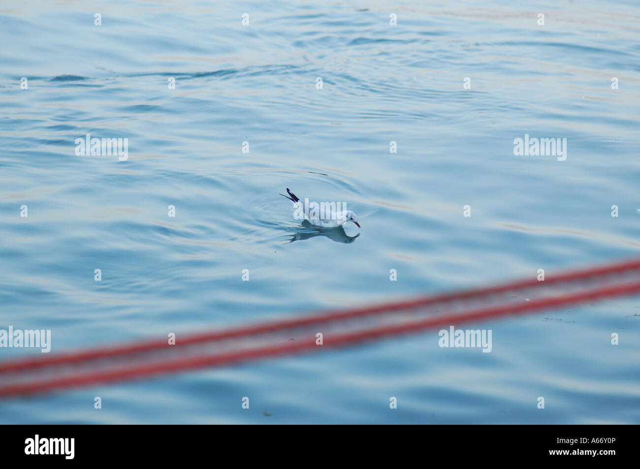 Seagull looking at its reflection in the water with two mooring lines ...