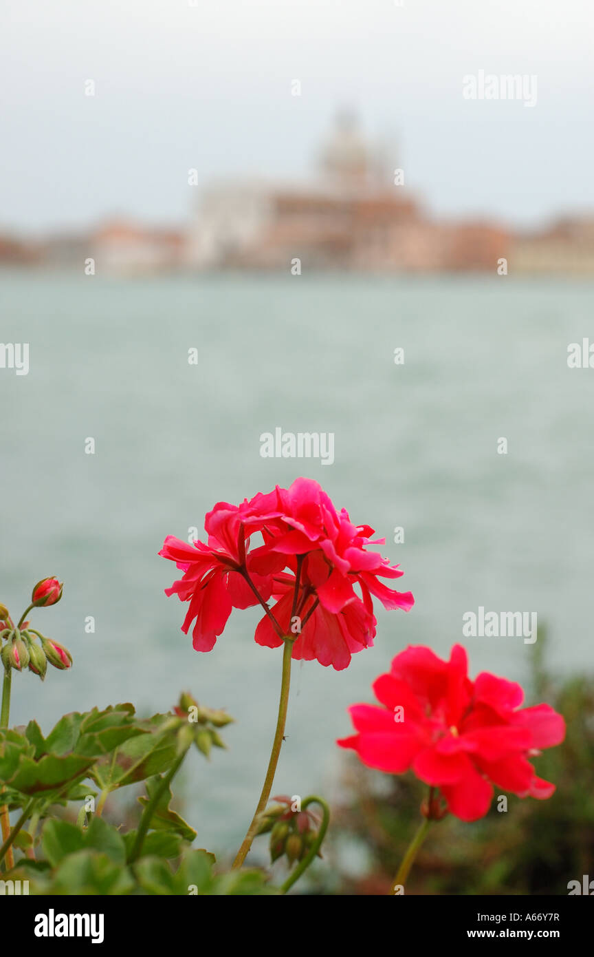 Red geraniums with the background of the Giudecca Canal and the Church ...
