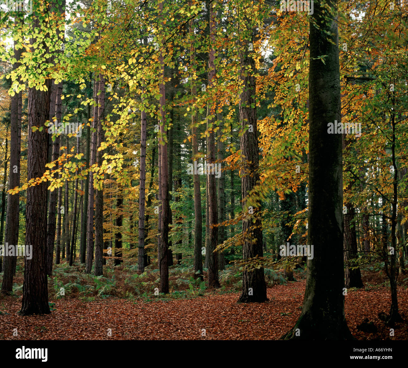 Autumn in Forest of Dean, Gloucestershire,England UK Stock Photo - Alamy