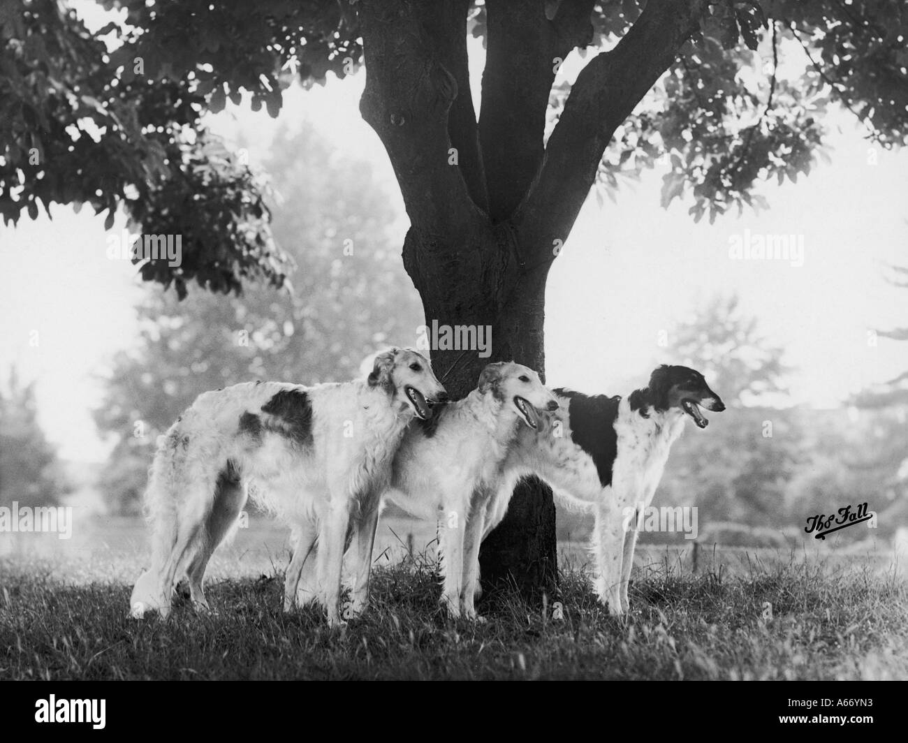 Fall Borzois By A Tree Stock Photo - Alamy