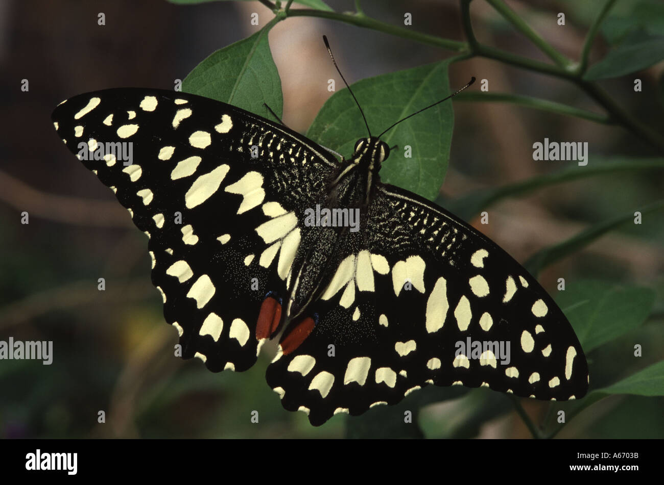 Citrus Swallowtail Papilio demoleus Stock Photo - Alamy