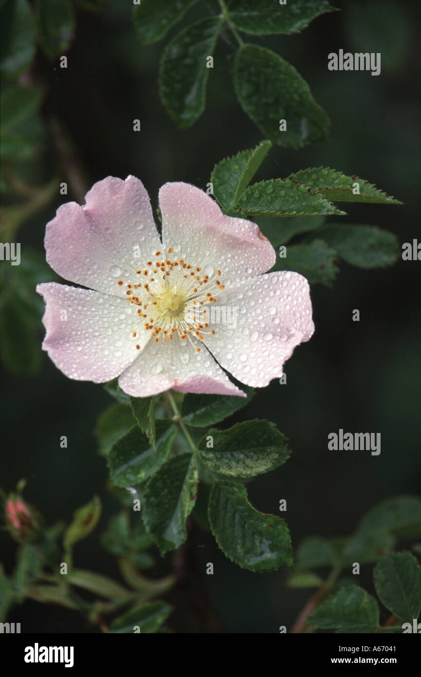 Dog Rose Rosa canina Stock Photo - Alamy