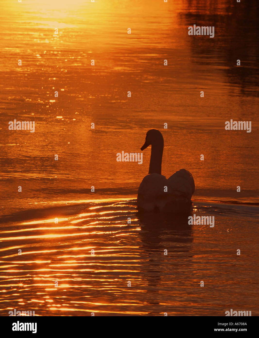 Swan on the water at dusk Stock Photo - Alamy