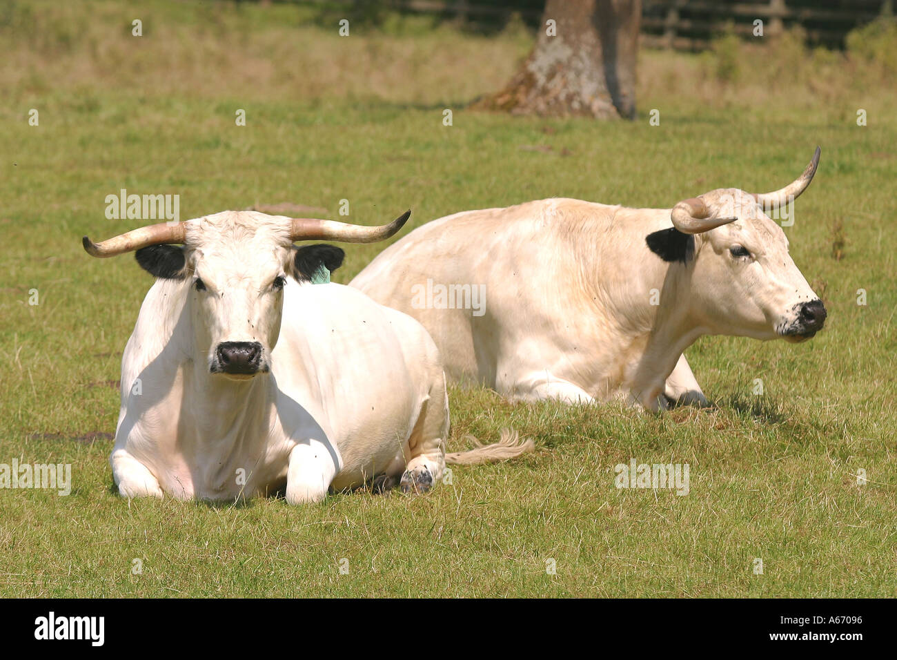 White Cows sitting down Stock Photo - Alamy