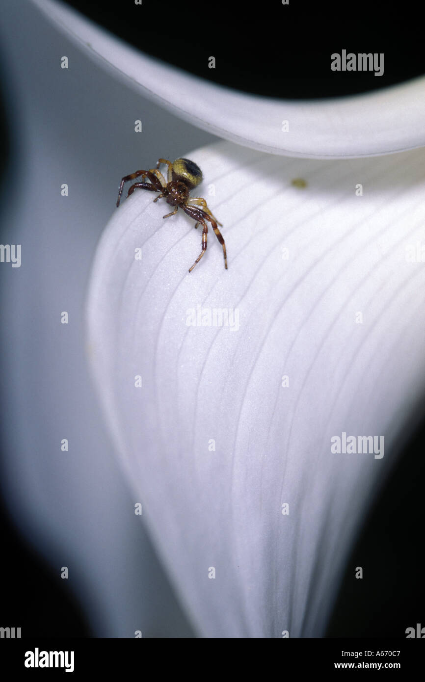 White death spider hi-res stock photography and images - Alamy