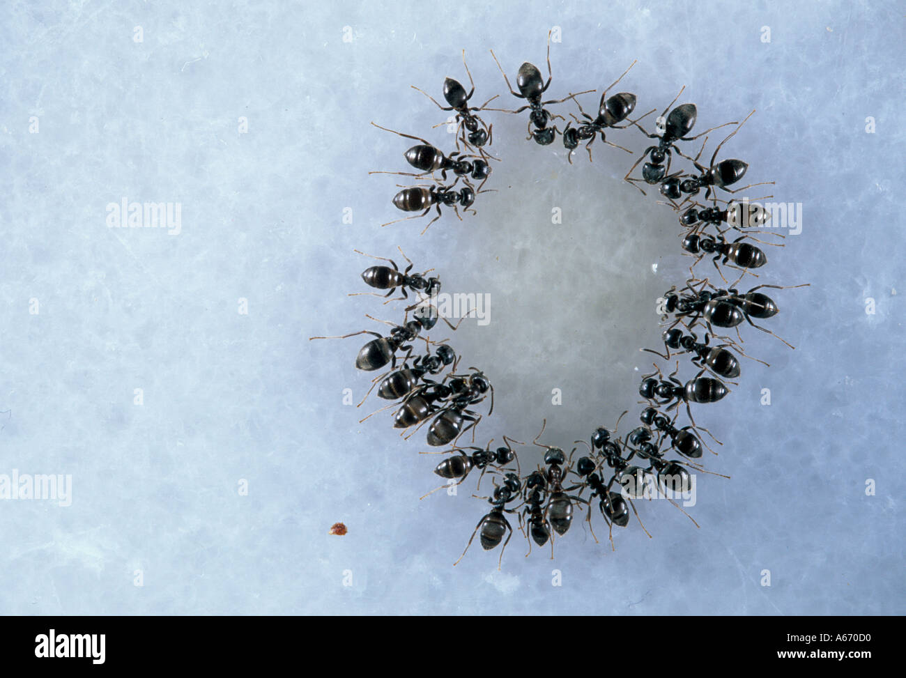 Common house ants lasius grandis hi-res stock photography and images ...