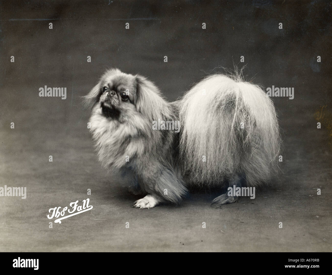 Fall Pekingese 1914 Stock Photo - Alamy
