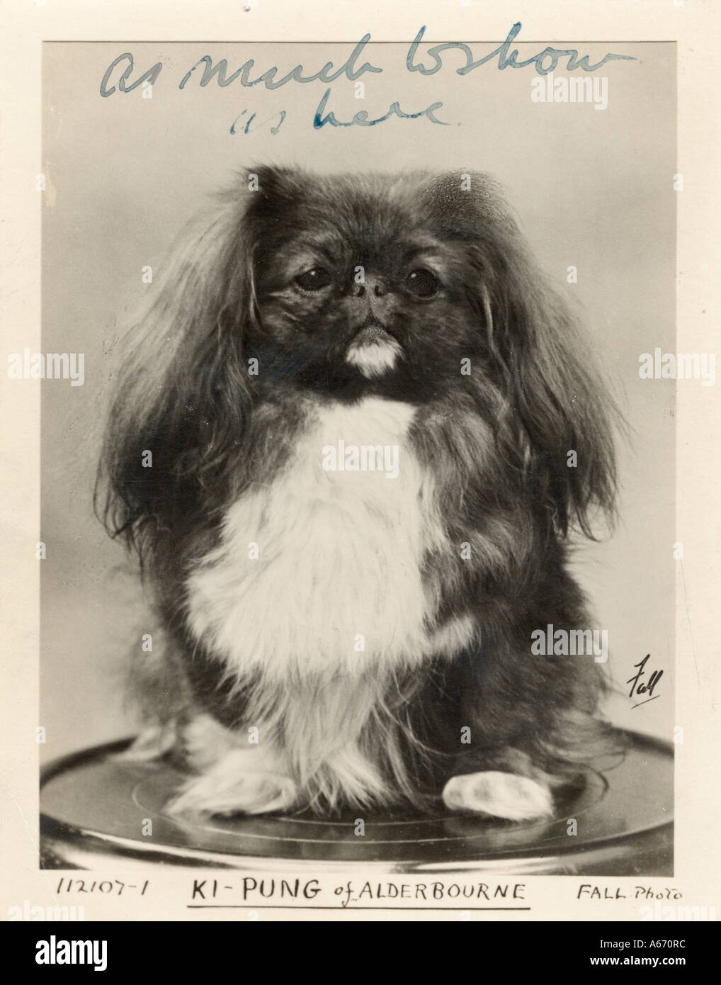 Fall Pekingese 1919 Stock Photo - Alamy