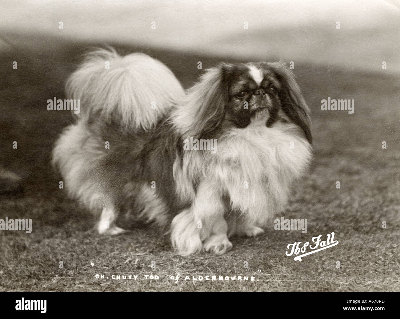 Fall Pekingese 1919 20 Stock Photo - Alamy