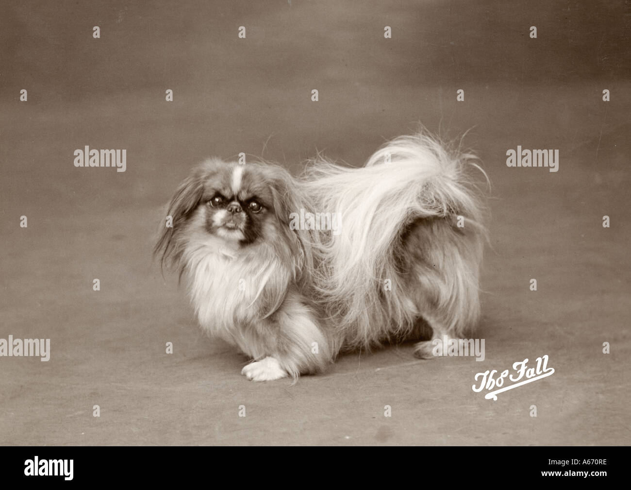 Fall Pekingese 1925 Stock Photo - Alamy