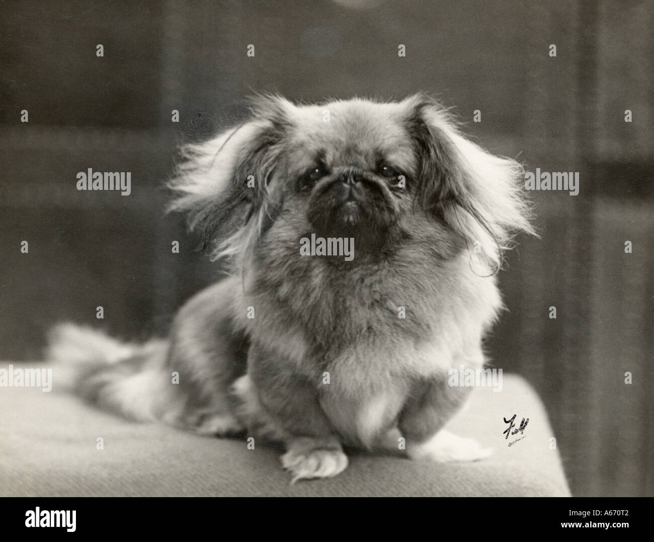Fall Pekingese 1930 Stock Photo - Alamy
