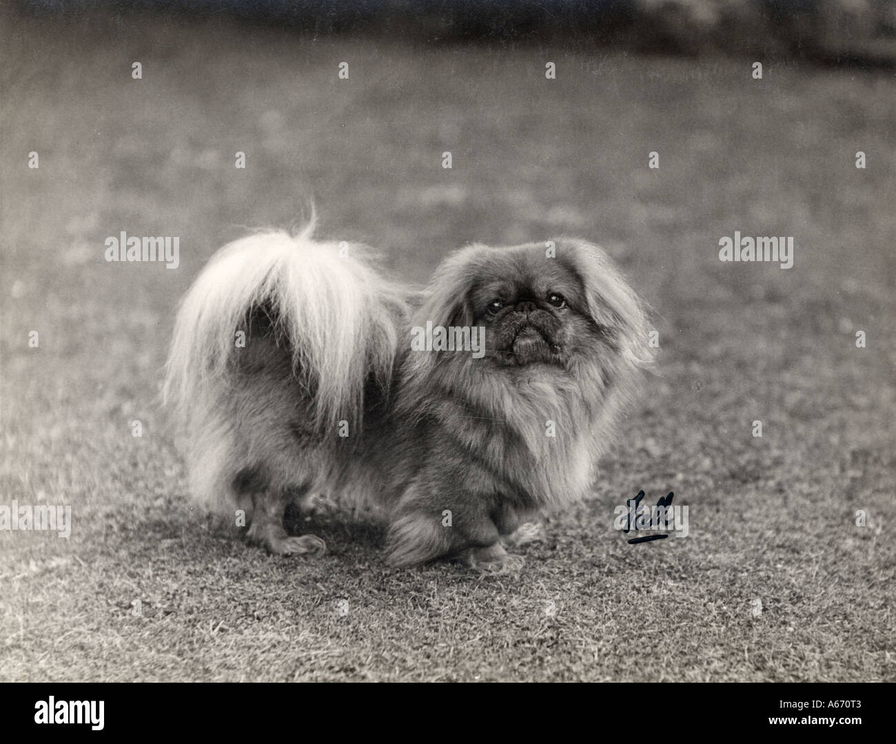 Fall Pekingese 1930 Stock Photo - Alamy