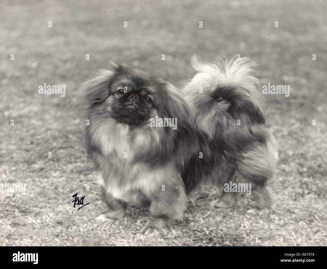 Fall Pekingese 1934 Stock Photo - Alamy