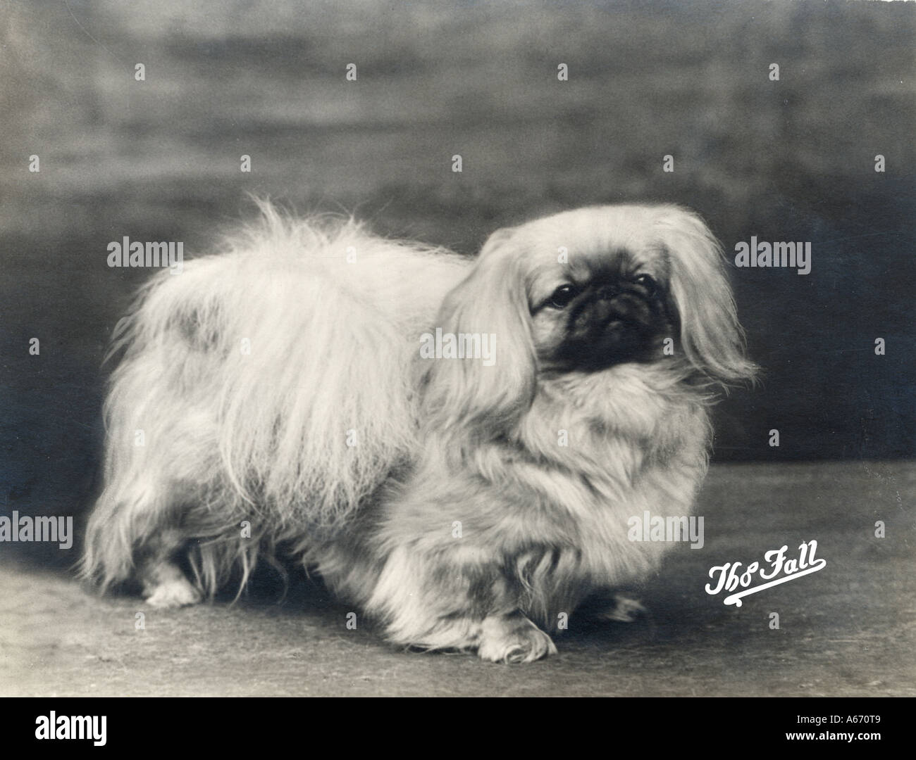 Fall Pekingese 1935 Stock Photo - Alamy