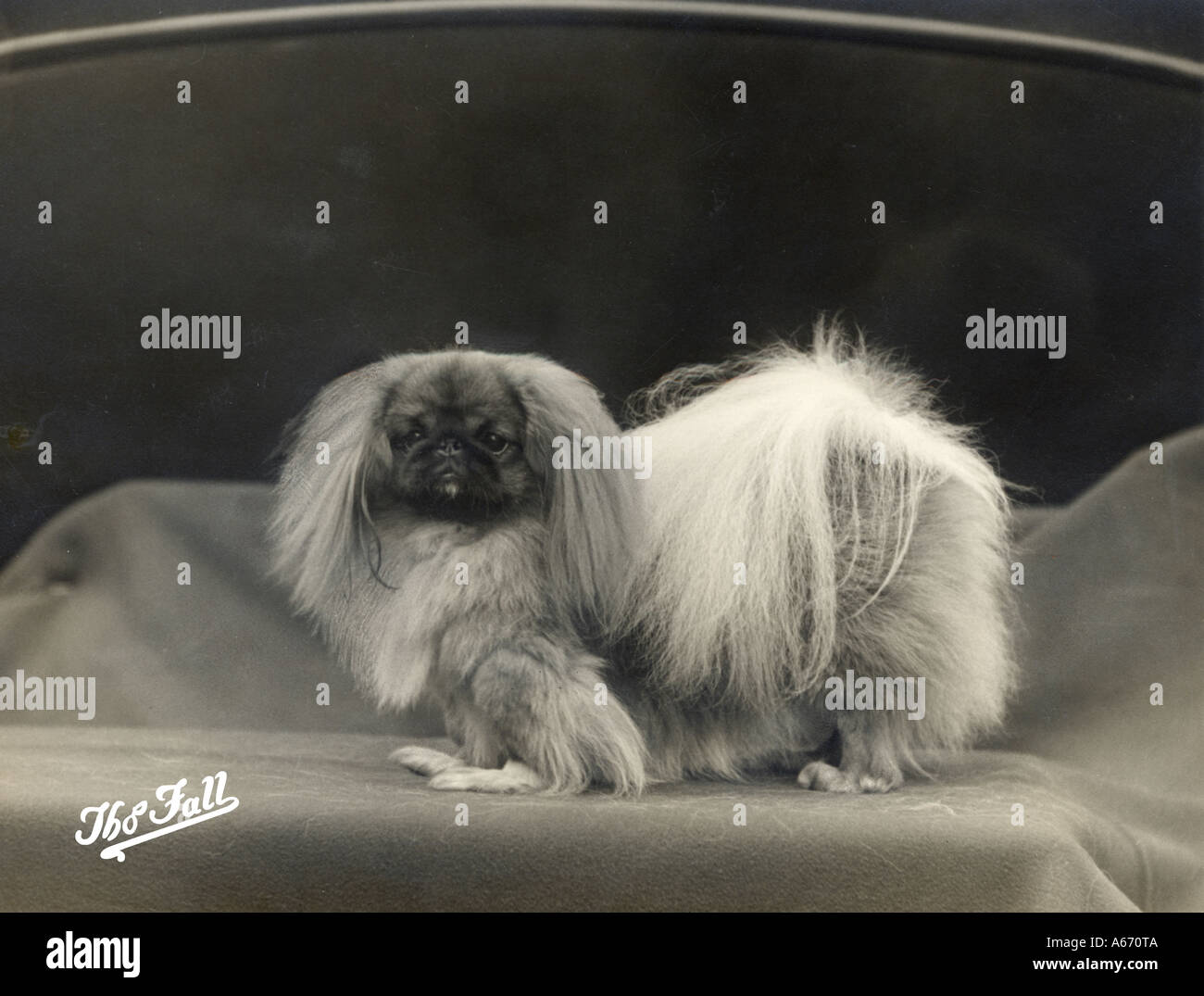 Fall Pekingese 1935 Stock Photo - Alamy