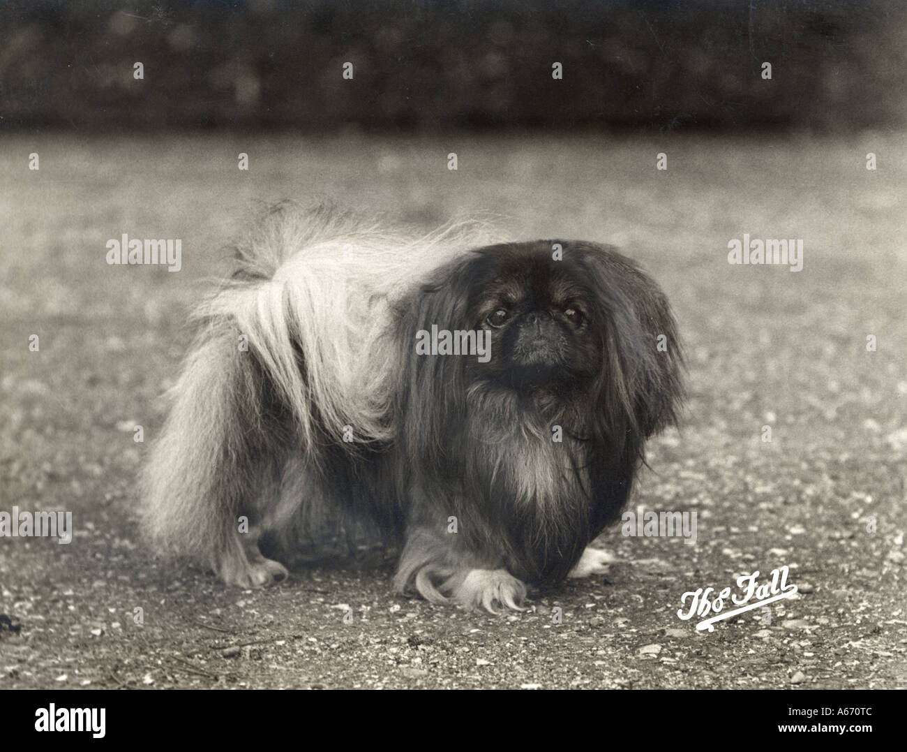 Fall Pekingese 1936 Stock Photo - Alamy