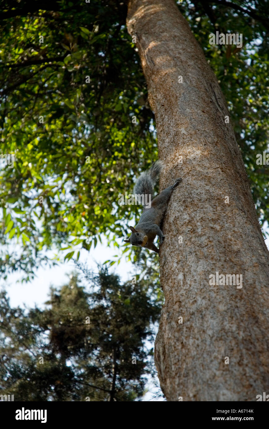 coyoacan viveros park - mexico Stock Photo - Alamy