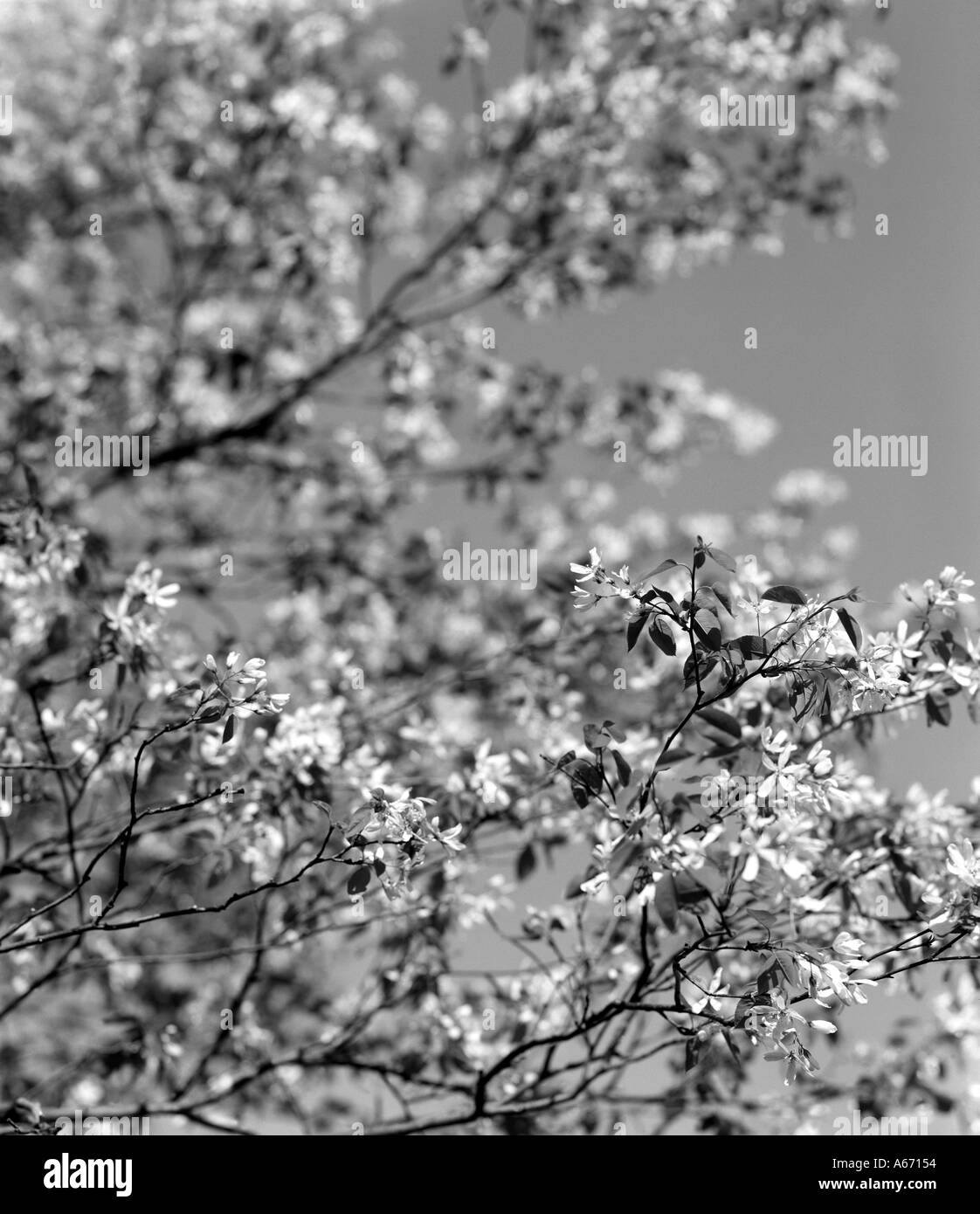 Service berry blossoms in spring North Hero Island Lake Champlain ...
