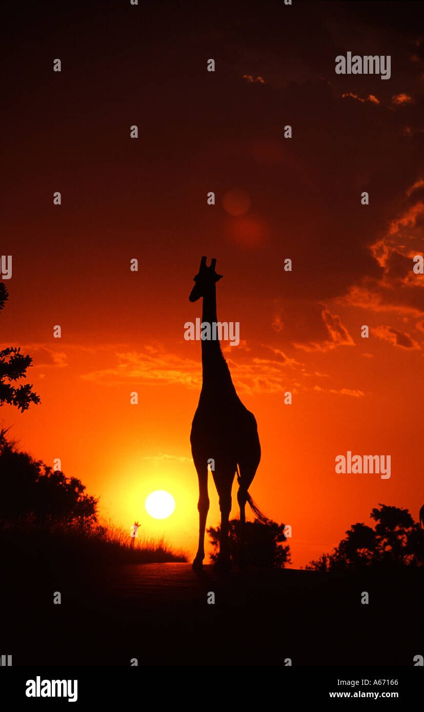 GIRAFFE and African Sunset Stock Photo - Alamy