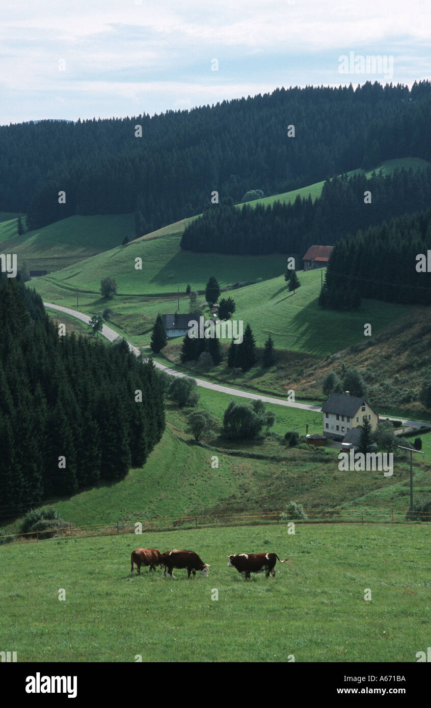 Schwarzwald Landscape near Furtwangen valley with road house forest ...