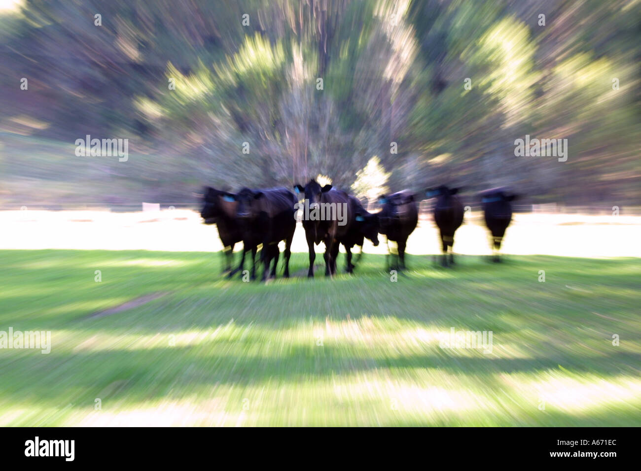 Australian black angus hi-res stock photography and images - Alamy