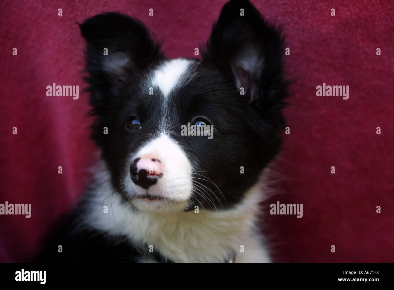 Australia Border Collie Stock Photo - Alamy