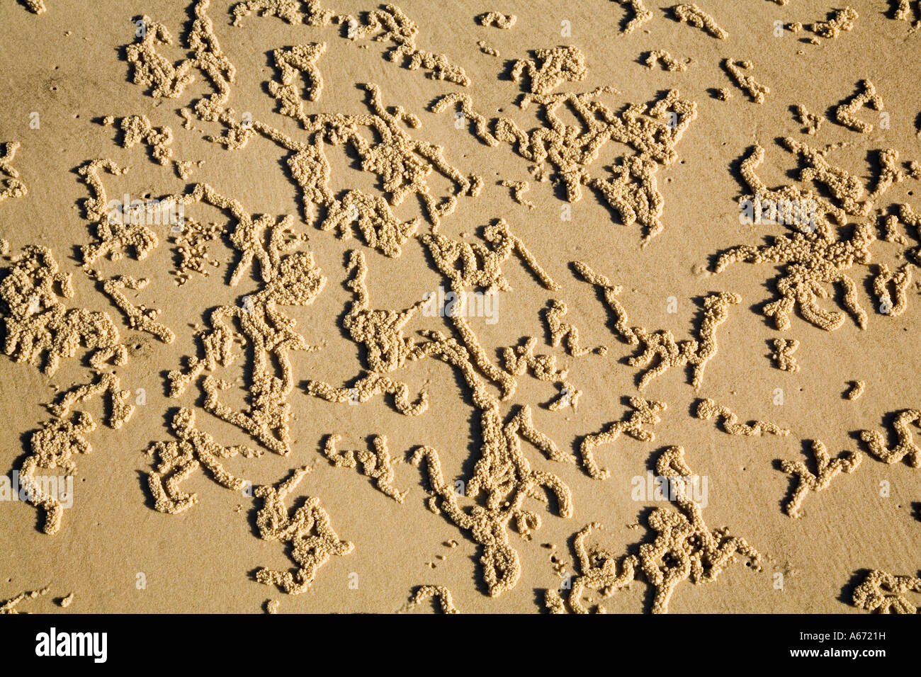 Sand ball patterns on the beach on Fraser Island The intricate patterns ...