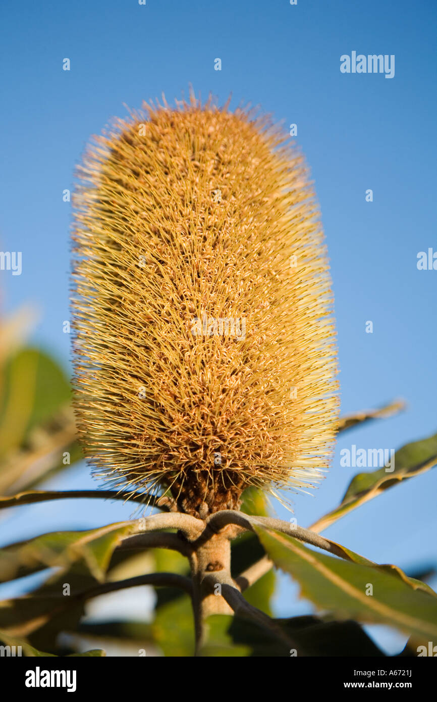 A Wallum Banksia flower in full bloom The plant native to Australia is ...