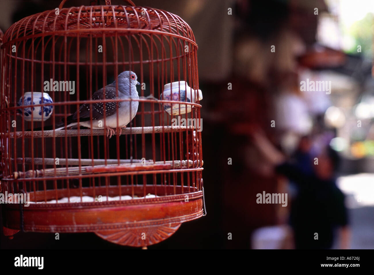 One of the many birds for sale at the Yuen Po Street Bird Garden in ...