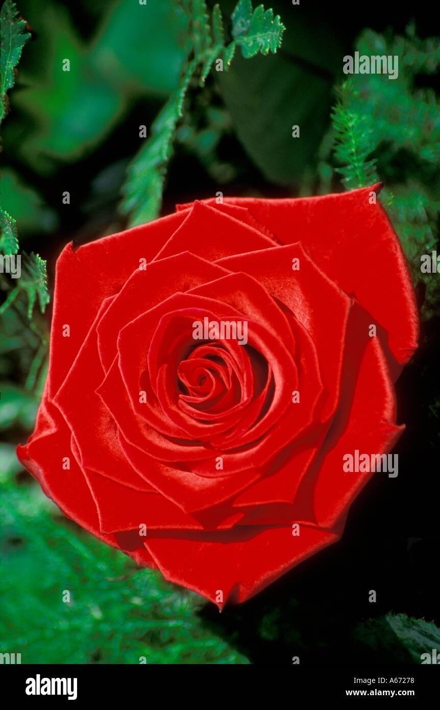 Dried rose stamen hi-res stock photography and images - Alamy