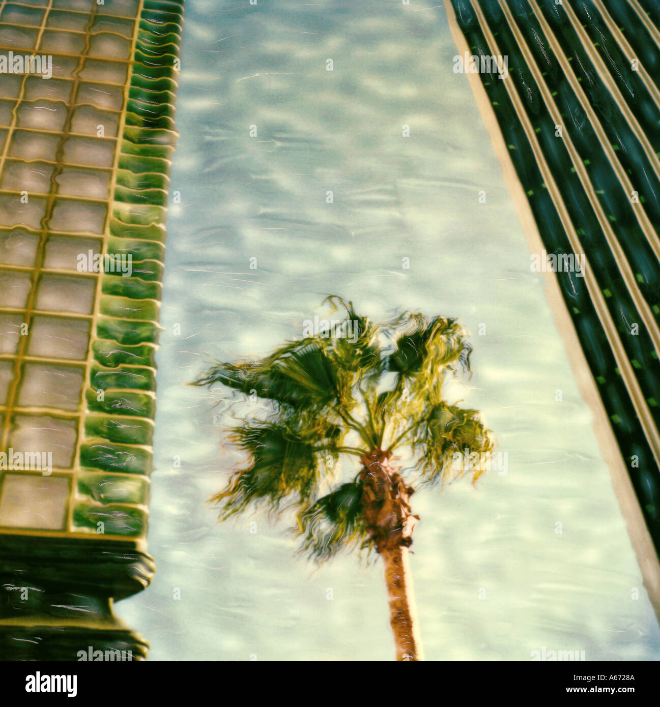 Palm Tree between two modern buildings Stock Photo - Alamy