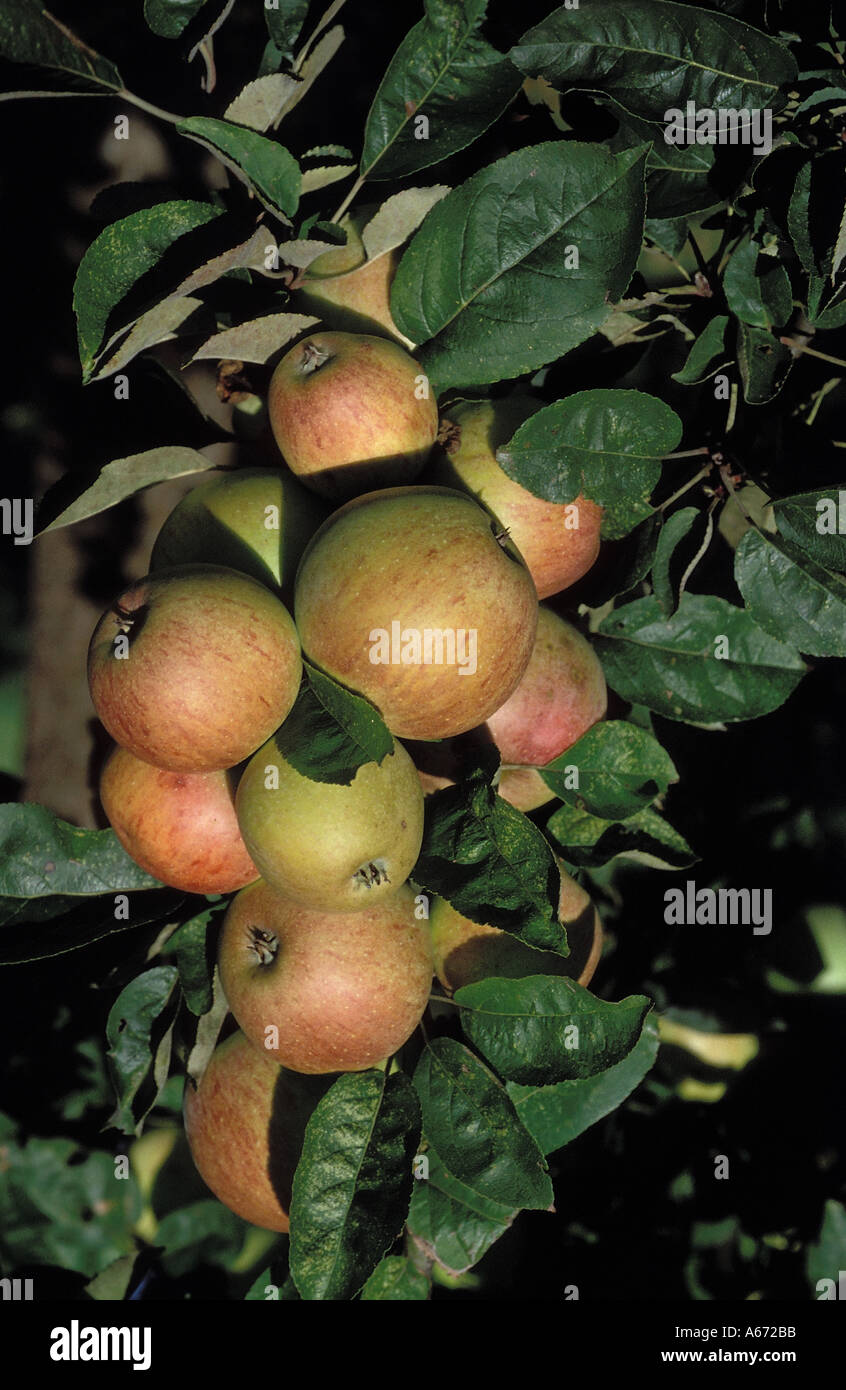 Bountyful hi-res stock photography and images - Alamy