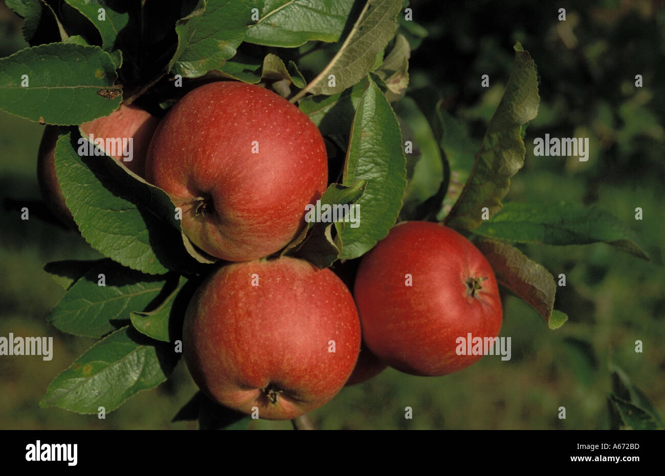 Bountyful hi-res stock photography and images - Alamy