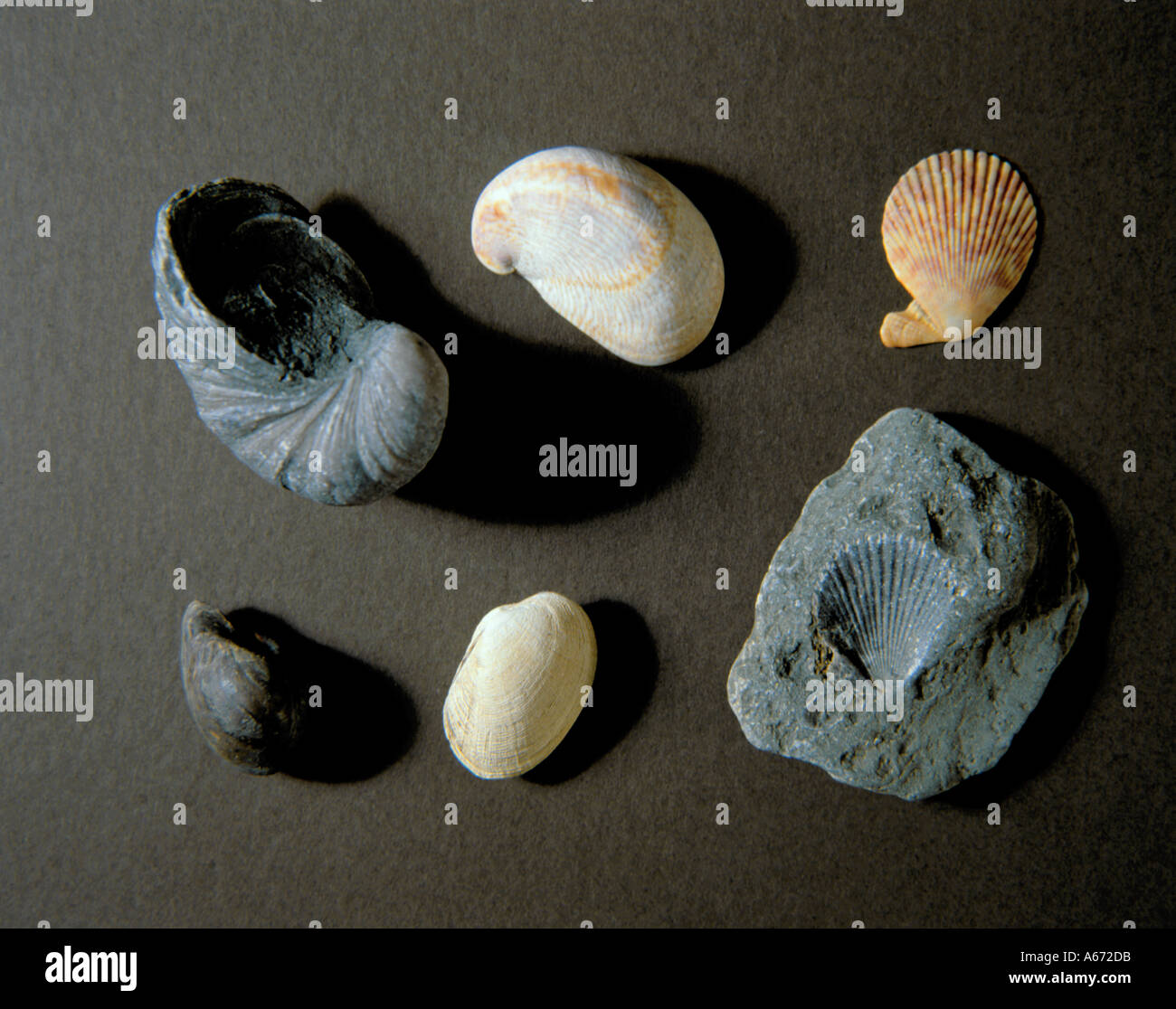 Mixed Jurassic limestone fossils with their modern day counterparts, in ...