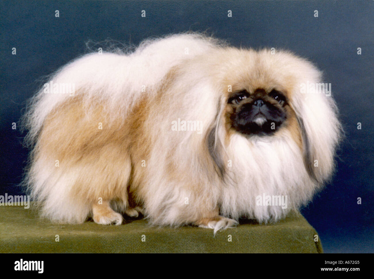 Fall Pekingese 1981 Stock Photo - Alamy