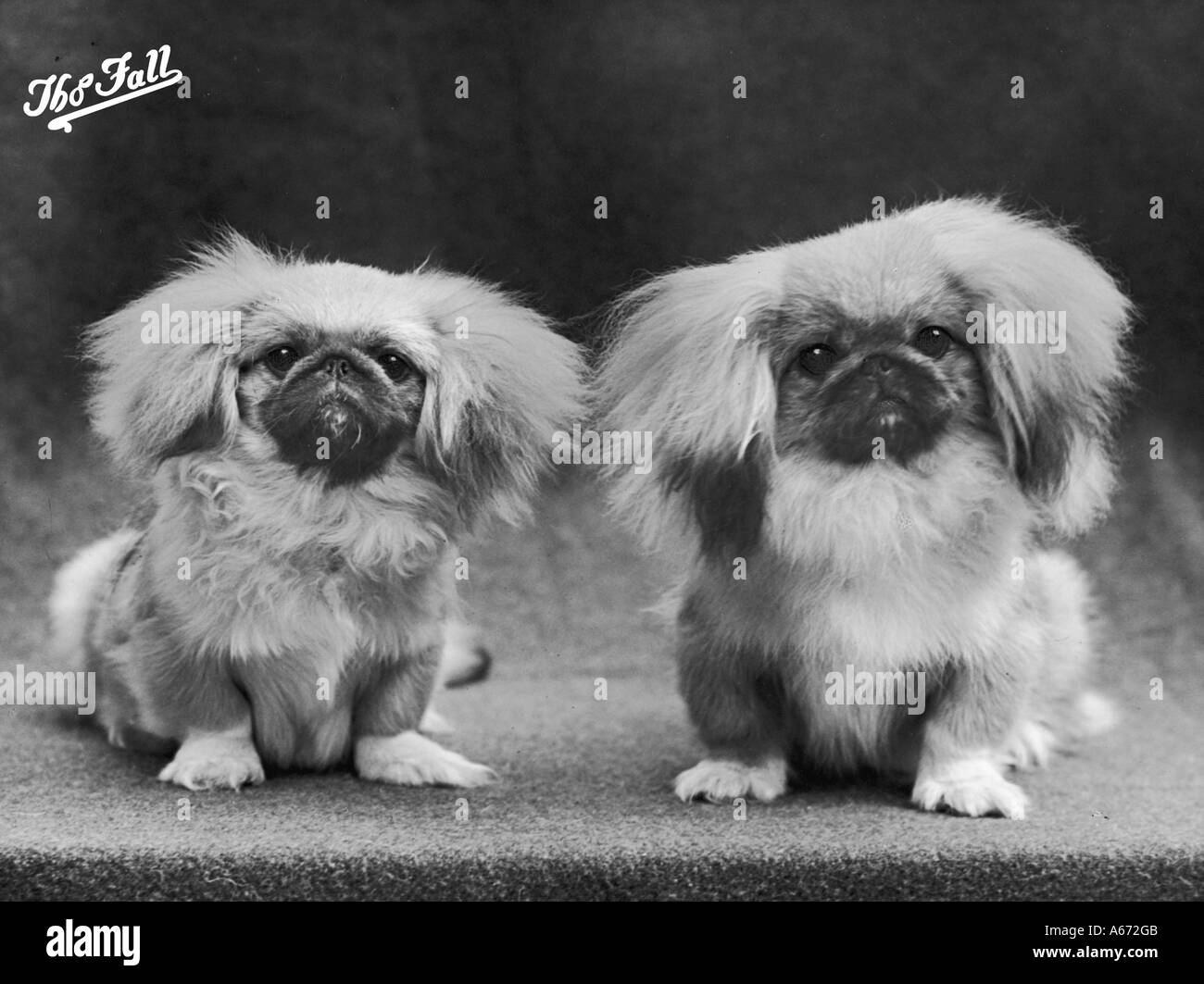 Fall Pekingese 1950 Stock Photo - Alamy