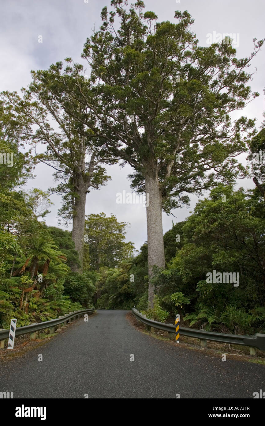 Large kauri or dammar trees Agathis australis on roadside Waipoua Kauri ...