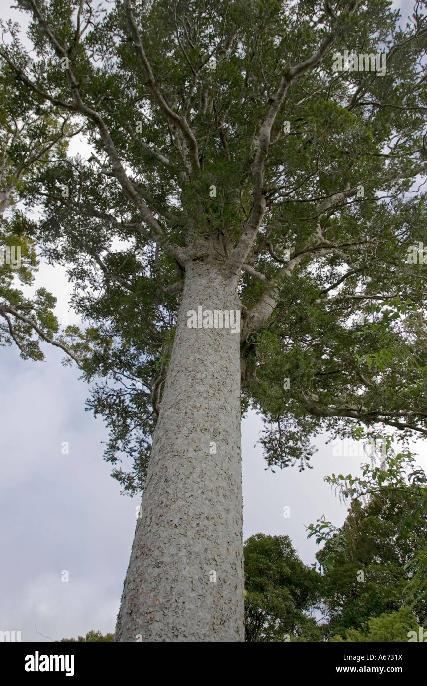 Dammar pine hi-res stock photography and images - Alamy